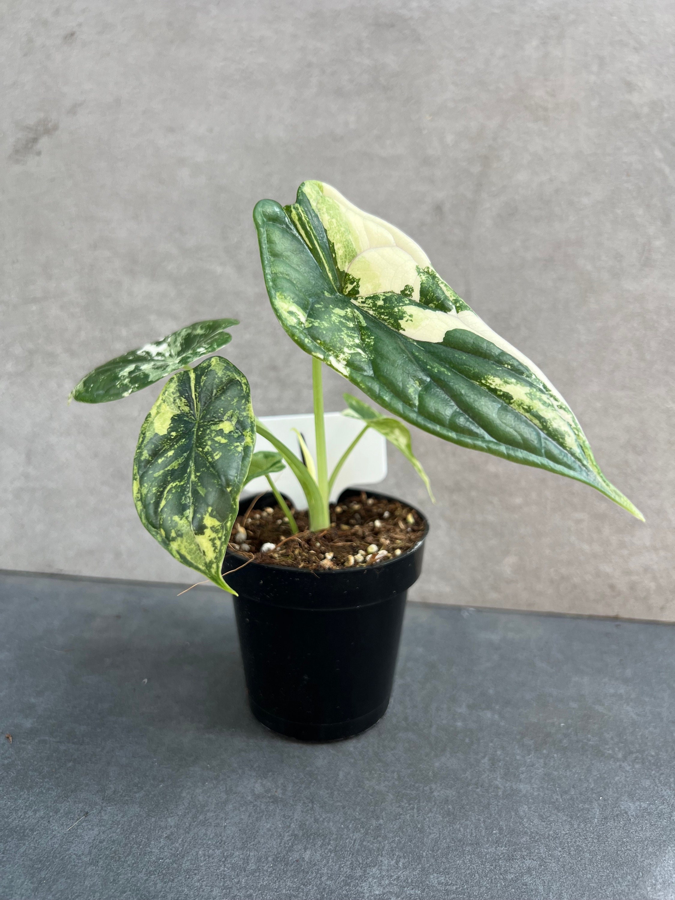 Alocasia Baginda dragon Scale Variegated - Etsy