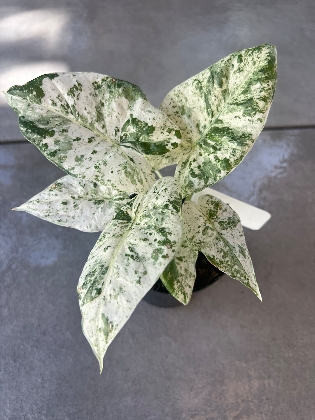 Alocasia Odora Batik - Etsy