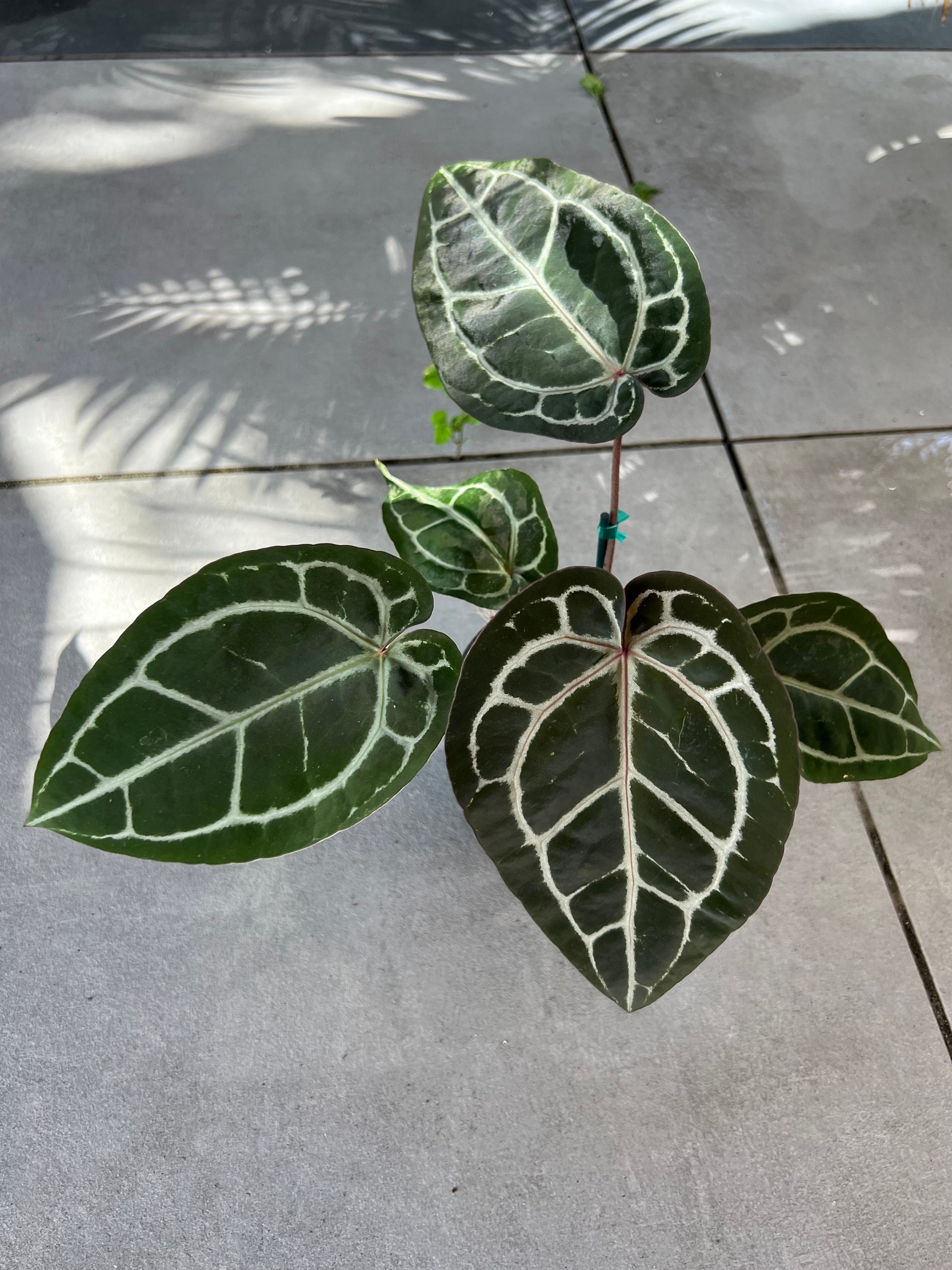 Anthurium michelle by Doc Block - Etsy