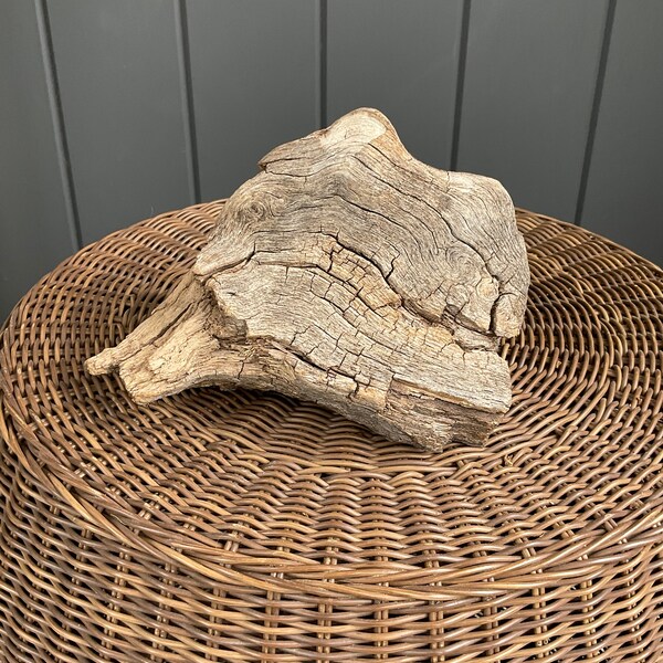 Alligator Juniper - Etsy