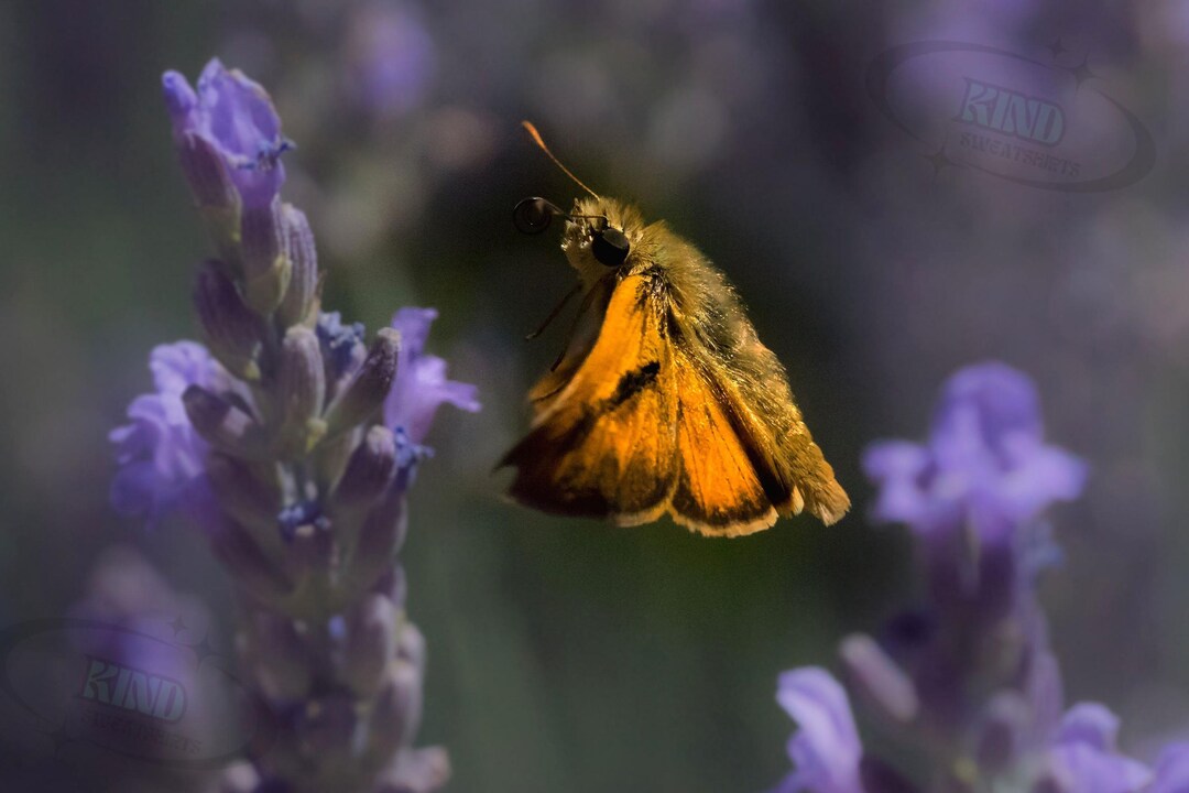 Butterfly Wall Art JPEG - Butterfly Instant Digital Quality JPEG ...