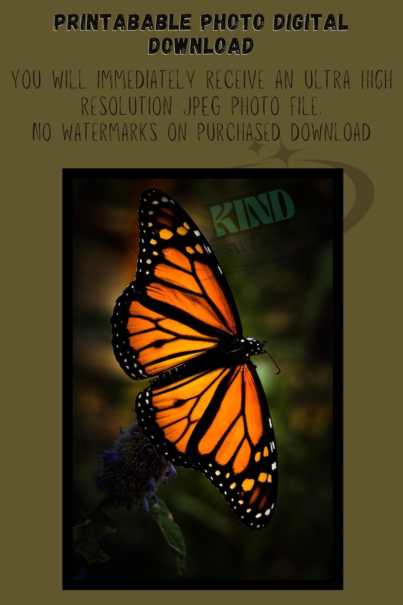 Monarch Butterfly Photo, Insect Wall Art (digital Download) - Etsy