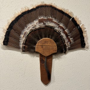 Classic Turkey Fan Mount - Etsy
