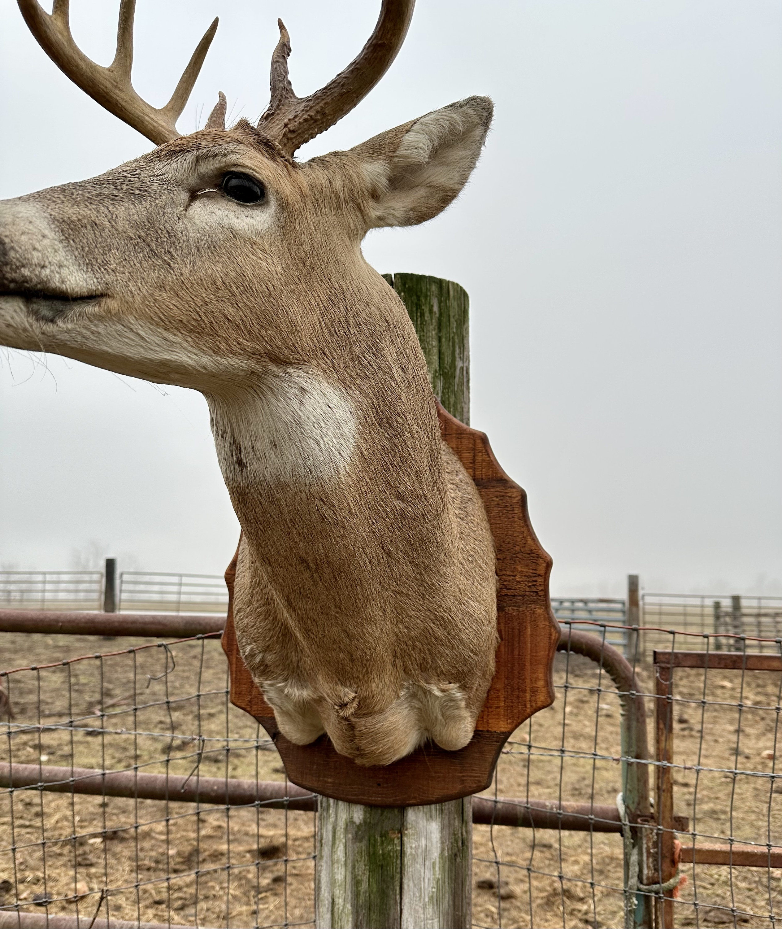 Shoulder Mount Plaque - Etsy