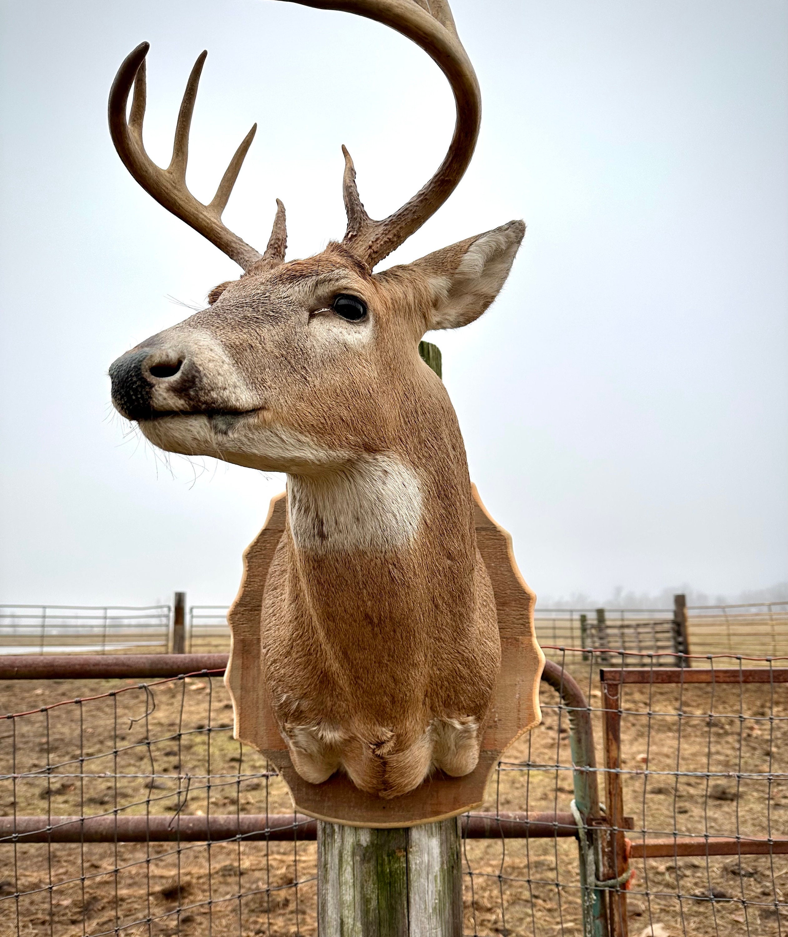 Deer Shoulder Mount Etsy Ireland