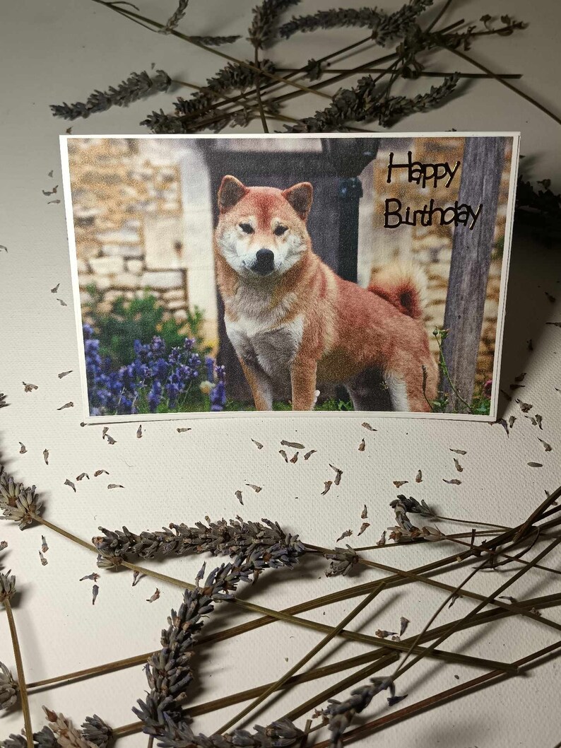 Shiba Inu Birthday Card Shiro in the Lavender - Etsy