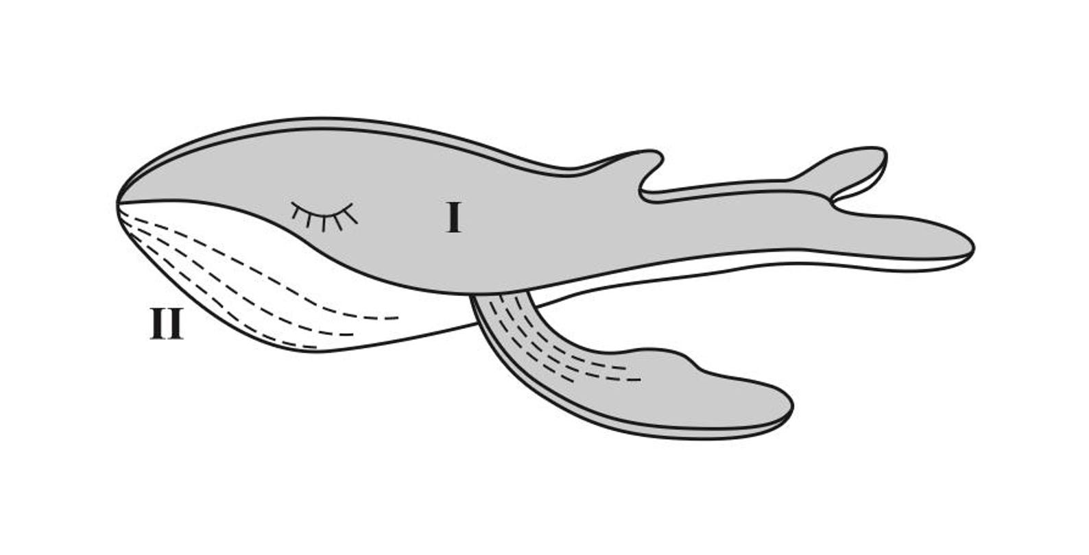 Whale Plush Sewing Pattern – DIY Soft Toy PDF – Stuffed Animal Pattern ...