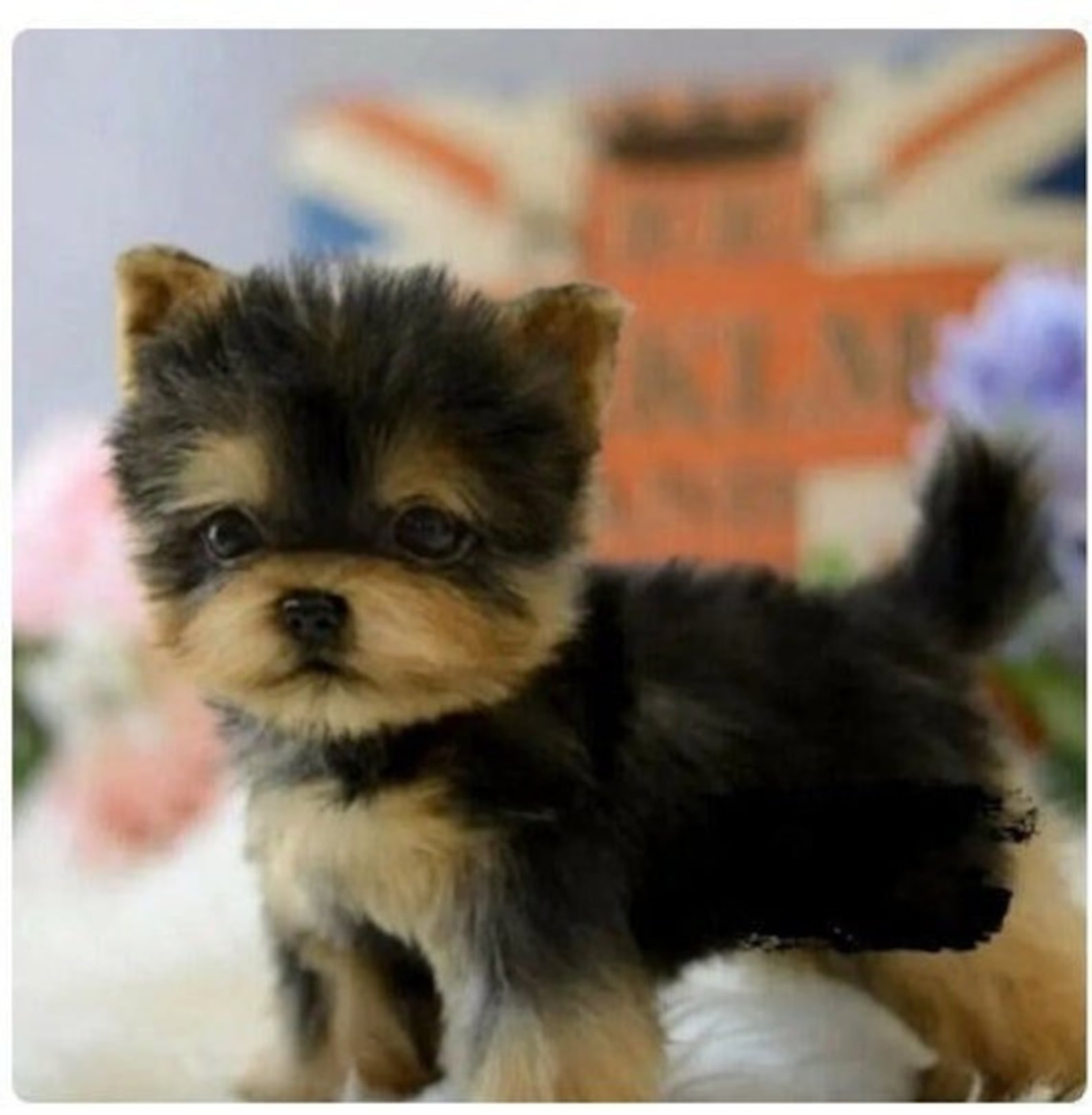 Realistischer Yorkie Hund Welpe Stuffed Teddy Hund Plüsch 24 - Etsy.de