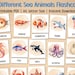 Sea Animals Flash Cards, Preschool Activity, Printable Montessori Cards ...