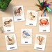 Animals Flash Cards, Preschool Activity, Printable Montessori Cards ...