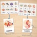Sea Animals Flash Cards, Preschool Activity, Printable Montessori Cards ...
