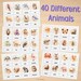 Animals Flash Cards, Preschool Activity, Printable Montessori Cards ...