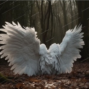 Maternity Backdrops, Angel Wings in the Woods, Quiet Serene Background ...