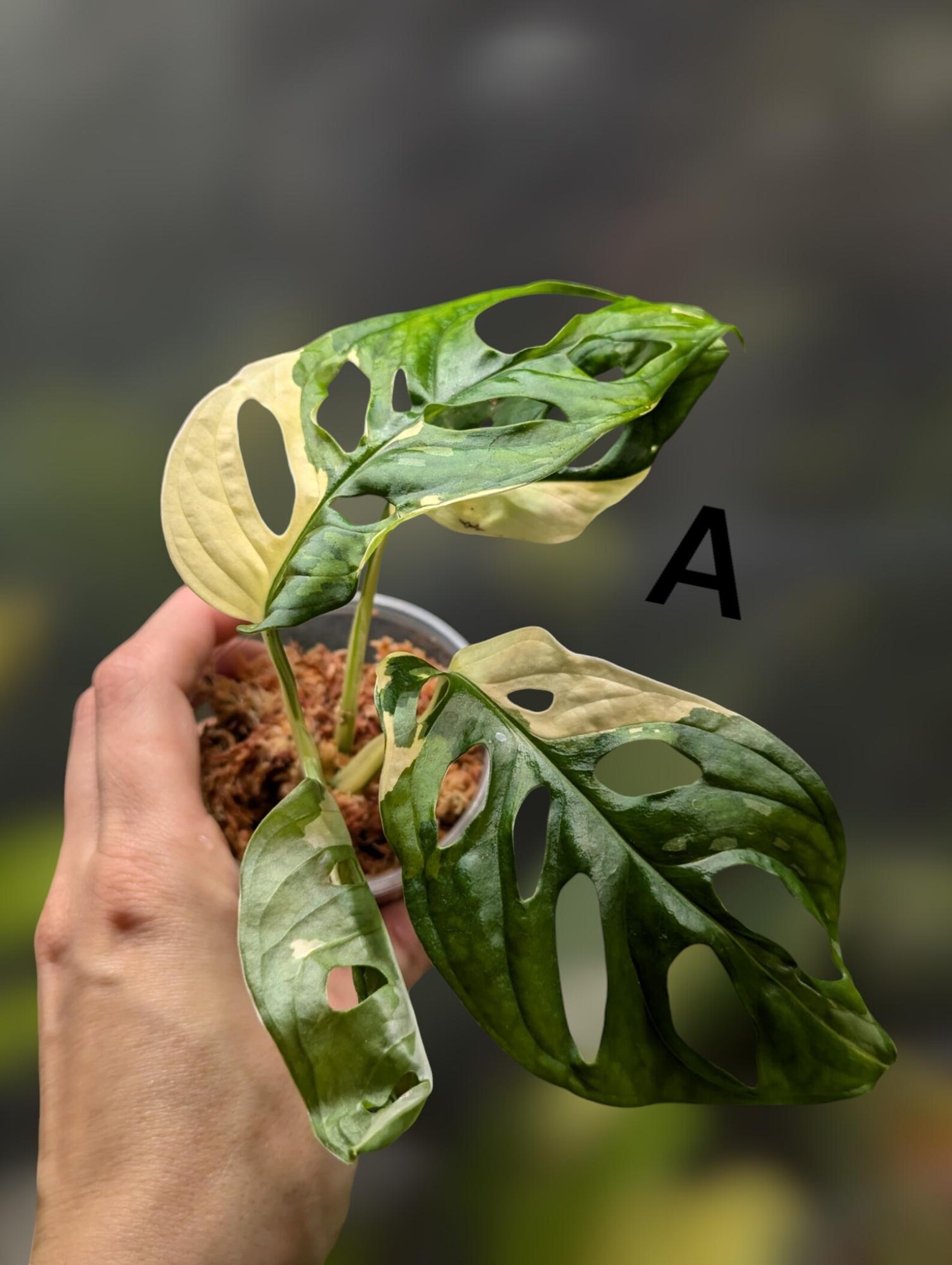 Monstera Adansonii Albo EXACT PLANT - Etsy