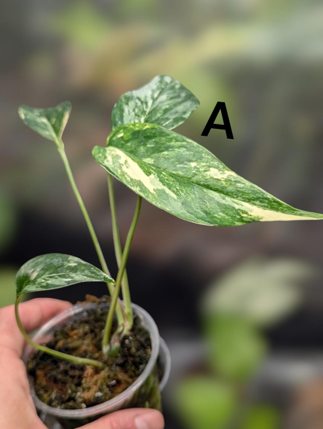 Variegated Epipremnum Pinnatum 'cebu Blue' Albo - Etsy