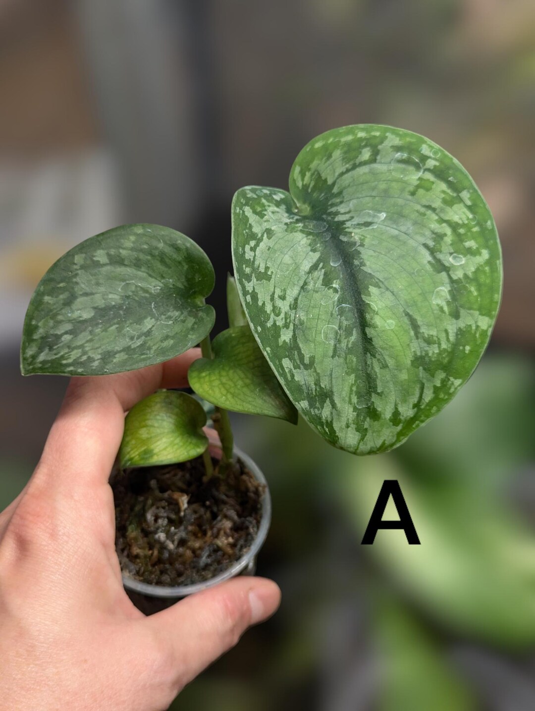 Scindapsus Pictus 'silver Cloud' - Etsy