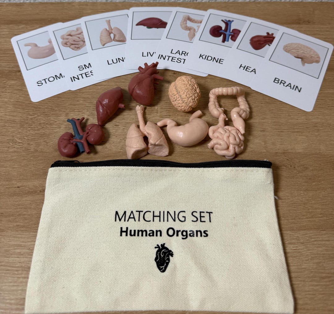Montessori Human Organs Matching Game: Realistic Figures, Anatomy ...