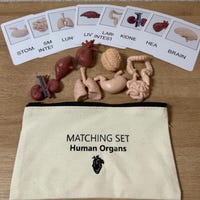 Human Anatomy | Body Parts | Body Organs | Montessori Cards | Flash ...