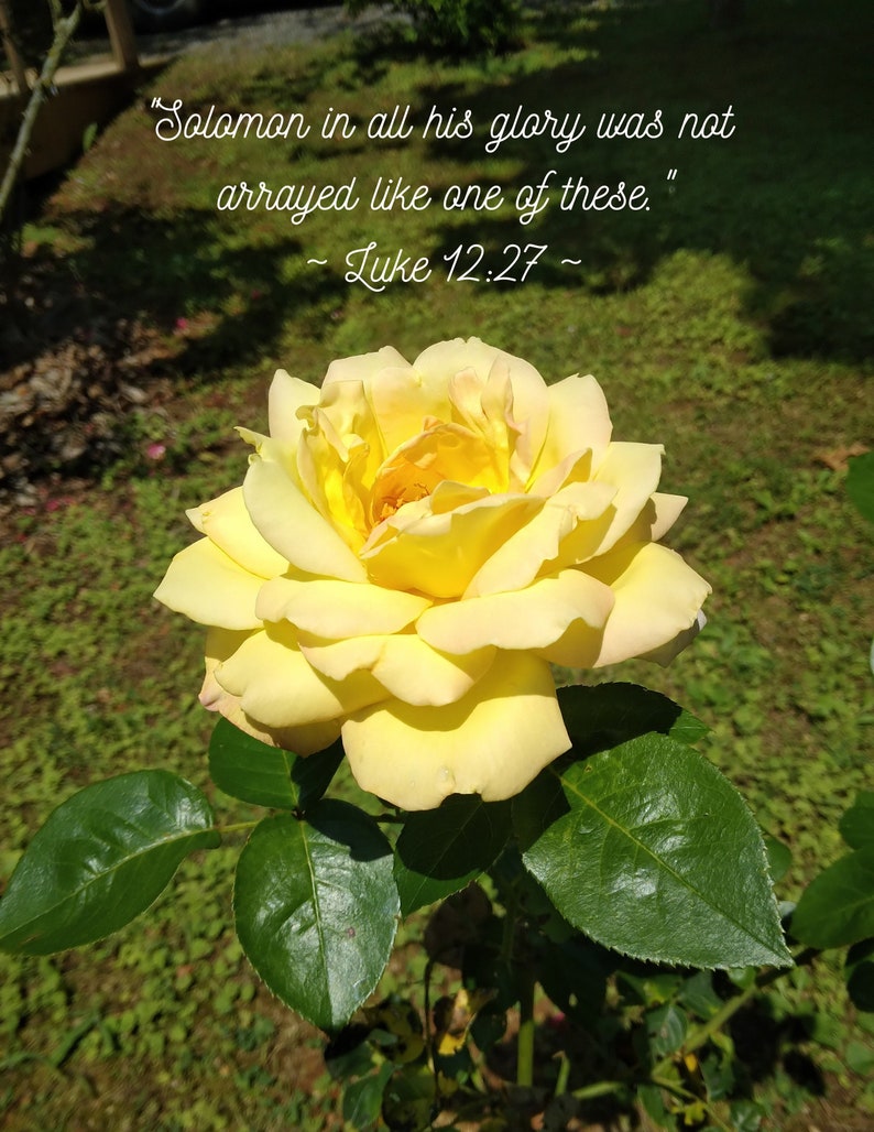 Yellow Rose Bible Verse Printable Wall Art, Digital Download Print ...