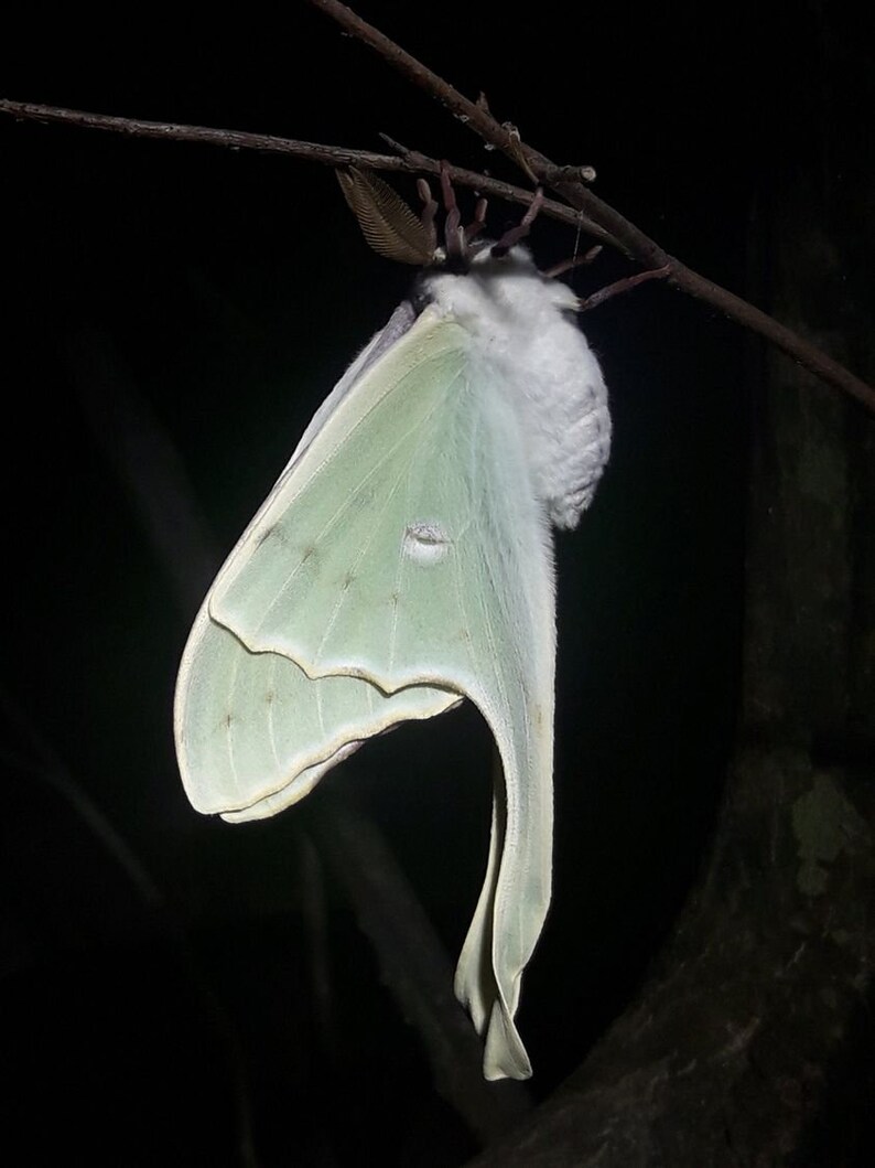 Luna Moth saturniidae, Actias Luna USA ex Pupa, Farm Raised, A Quality ...