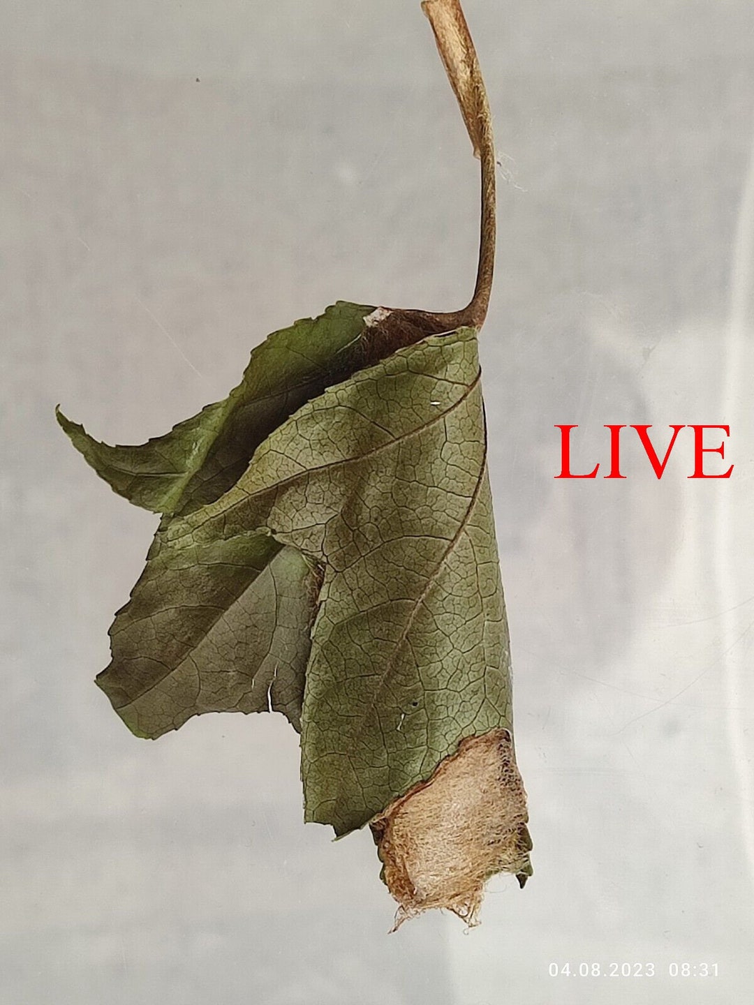 Promethea Silkmoth saturniidae, Callosamia Promethea, Farm Raised ...