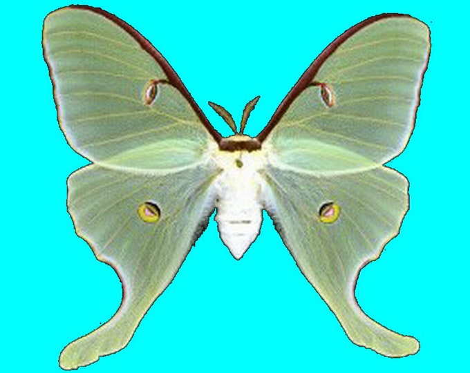 Saturniidae Actias Luna luna Moth USA ex Pupa, Farm Raised, A Quality ...