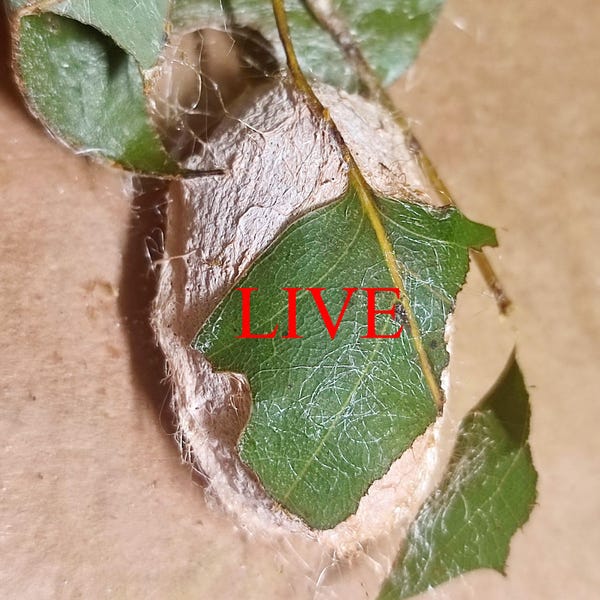 Live Moth Cocoon - Etsy