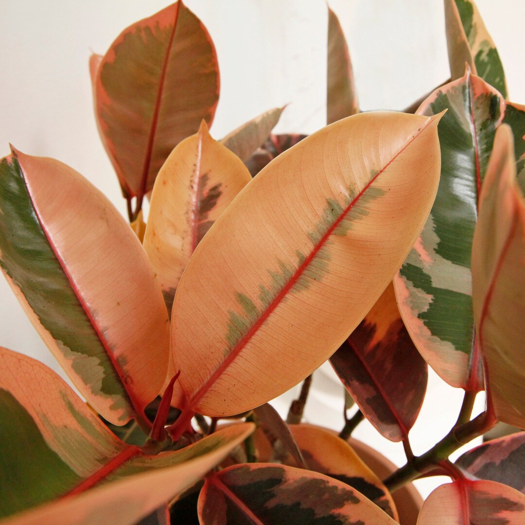 Variegated Rubber Tree - Etsy