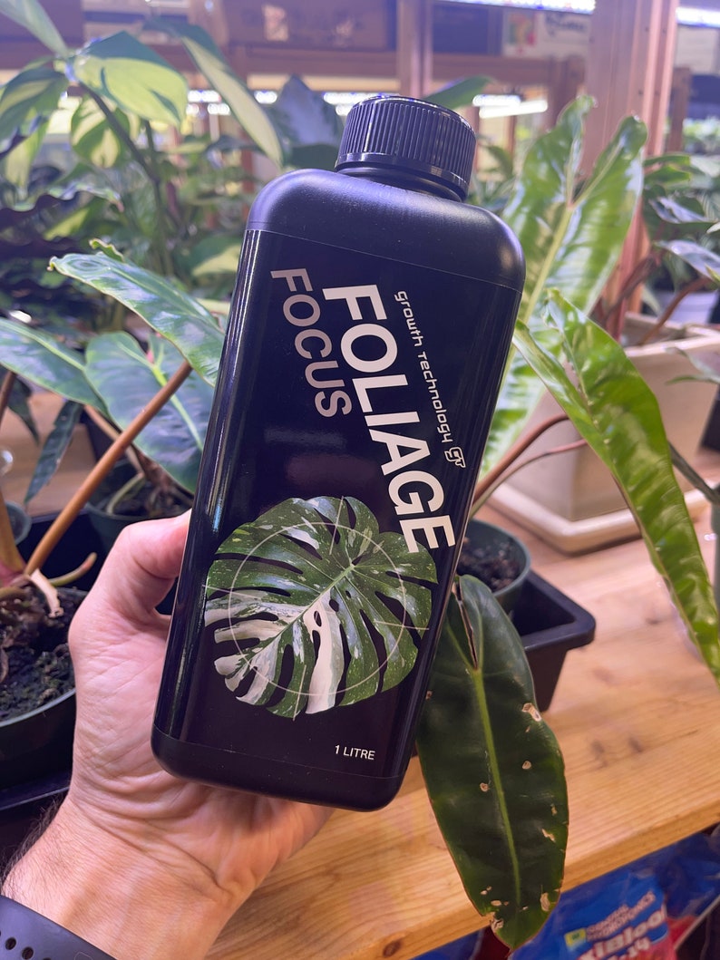 Growth Technology GT Foliage Focus 1 Liter Premium Plant - Etsy