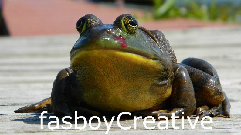 Bullfrog Photo, Majestic Wildlife PC Wallpaper (digital Download) - Etsy UK