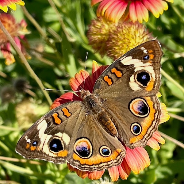 Real Butterfly - Etsy