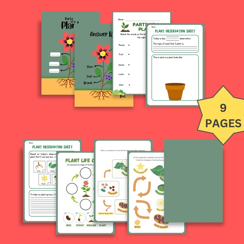 Parts of A Plant Learning, Educational Kit for Kids, Parts of Plants ...