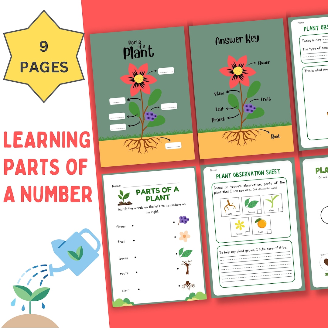 Parts of A Plant Learning, Educational Kit for Kids, Parts of Plants ...