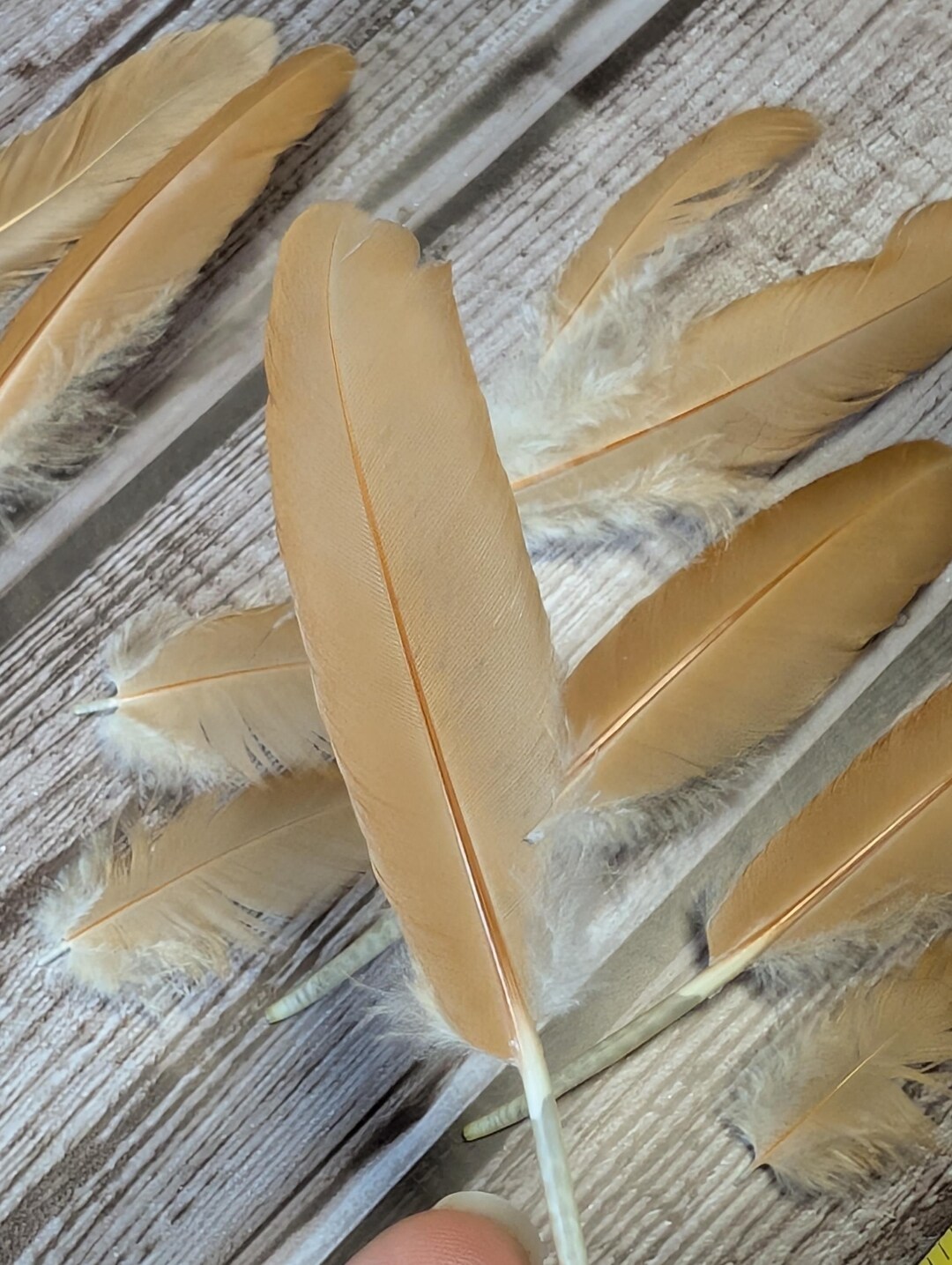 Natural Feathers – Real Chicken, Duck, and Quail Feathers for Crafts ...