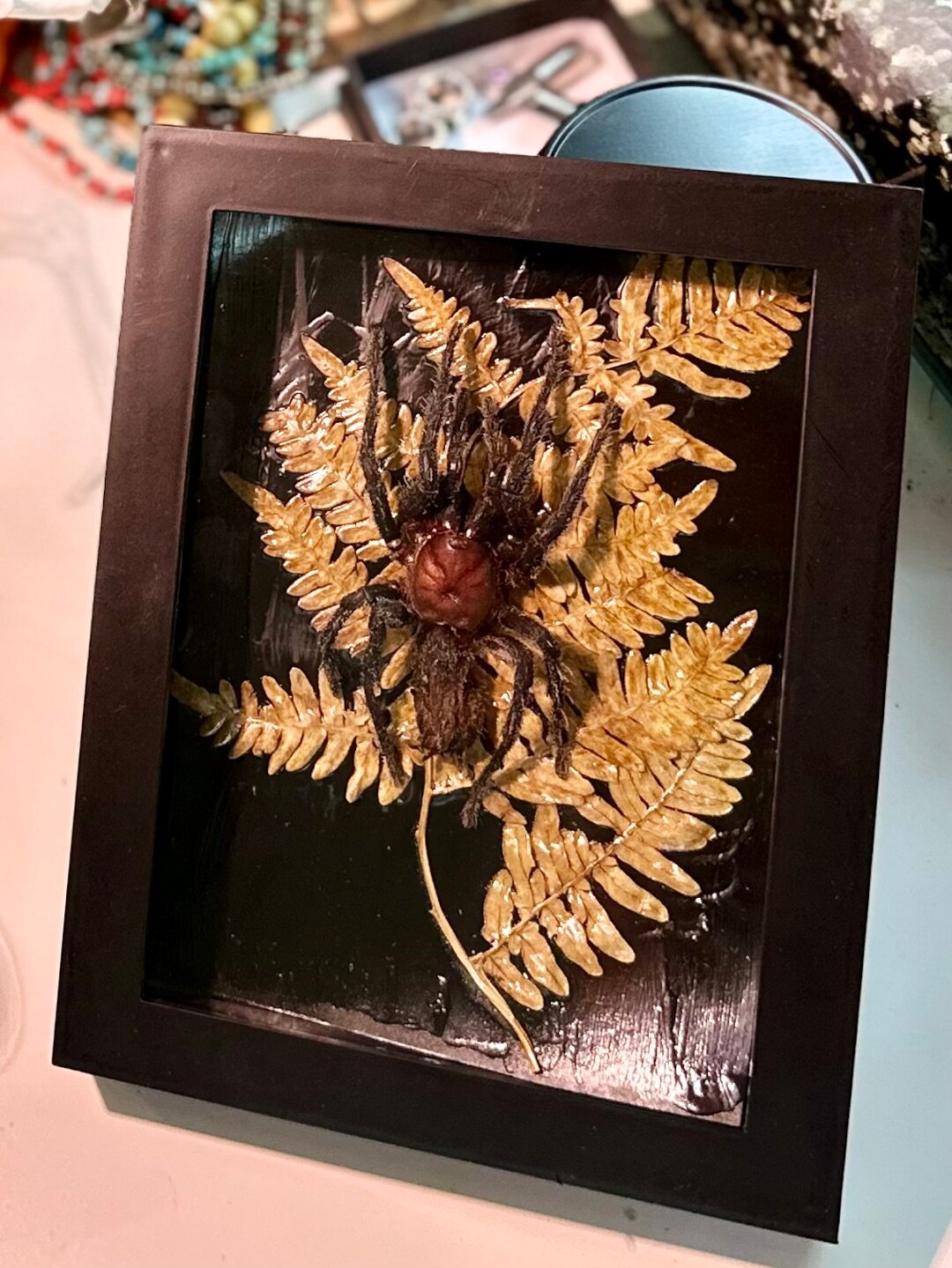 Preserved Tarantula Molt Shadow Box Display Etsy