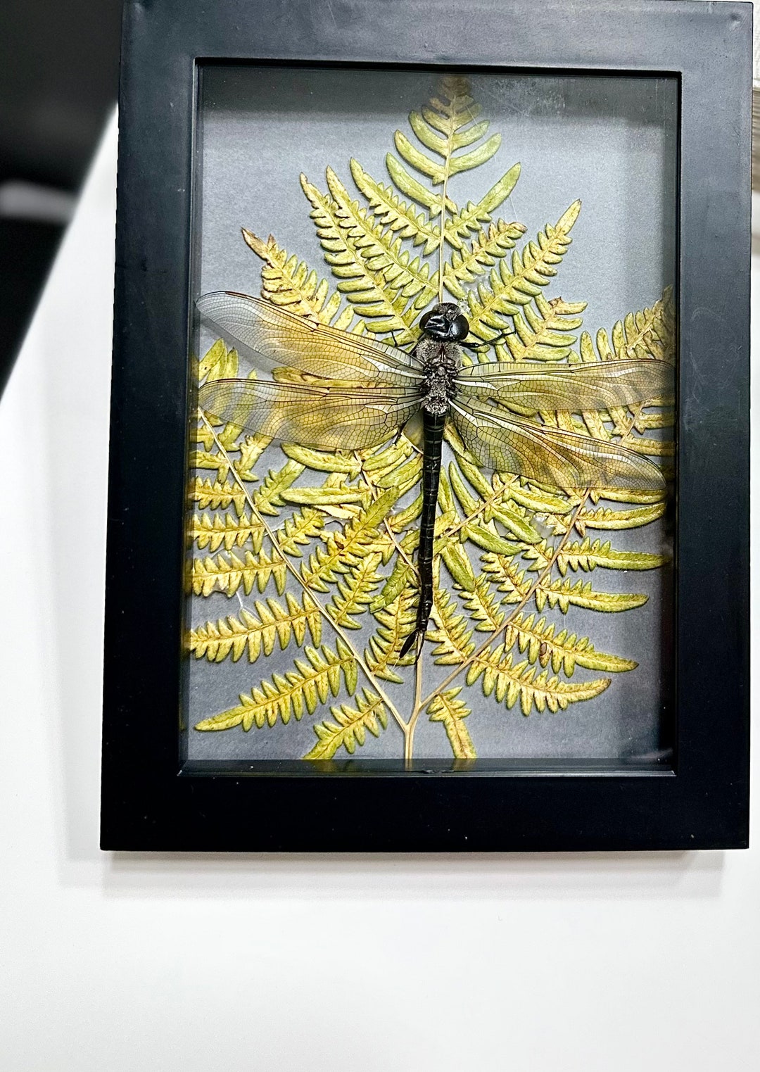Dragonfly Shadow Box Display - Etsy