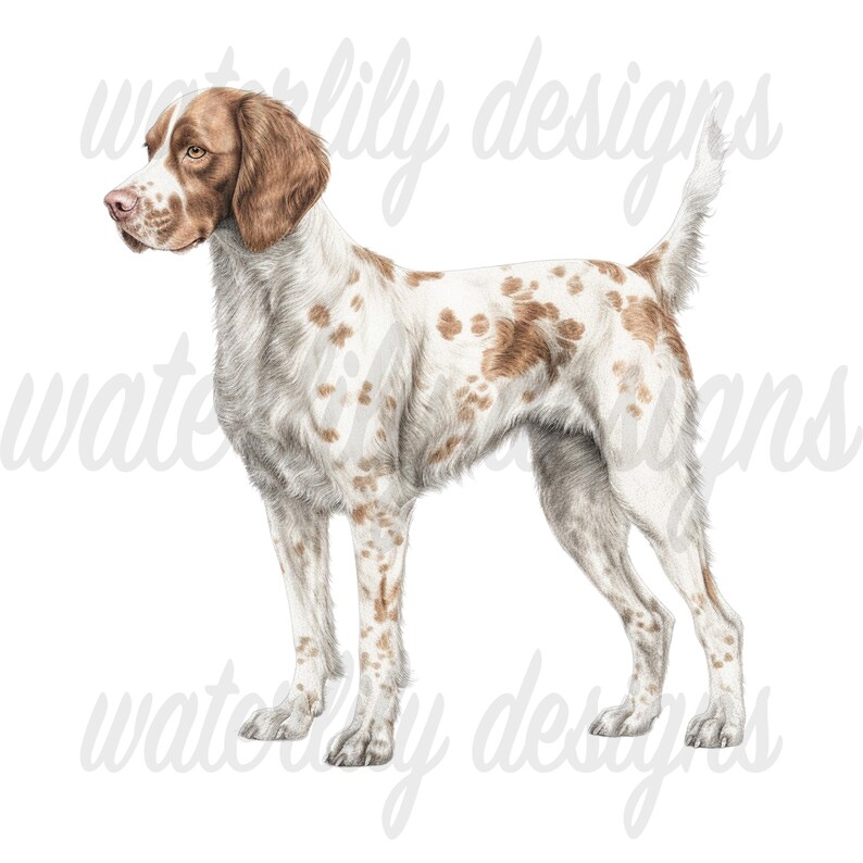 Brittany Spaniel Clipart Bundle: Watercolor Dog Pngs (digital Download ...