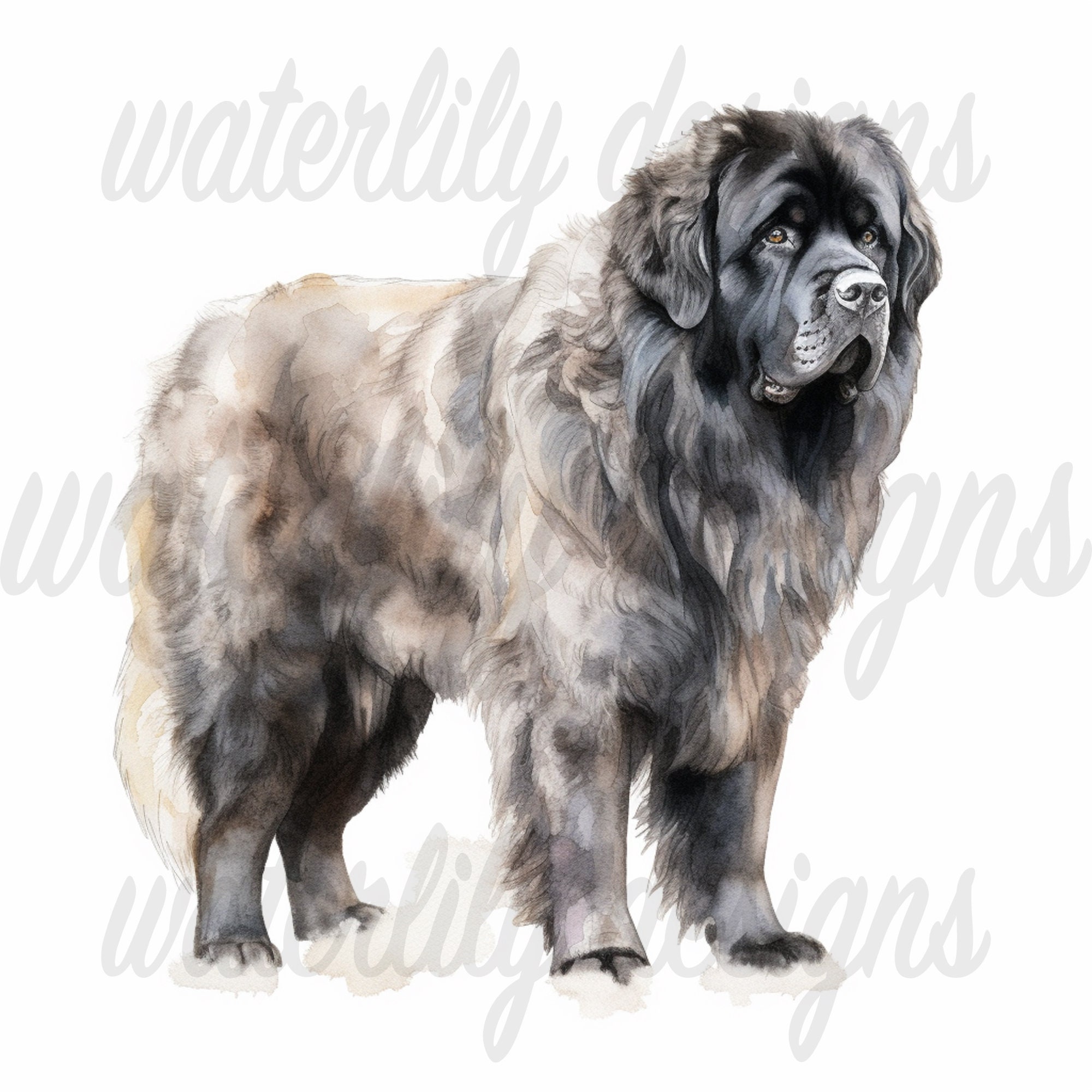 Newfoundland Clipart Bundle 13 High Quality Vibrant Jpgs, Printable ...