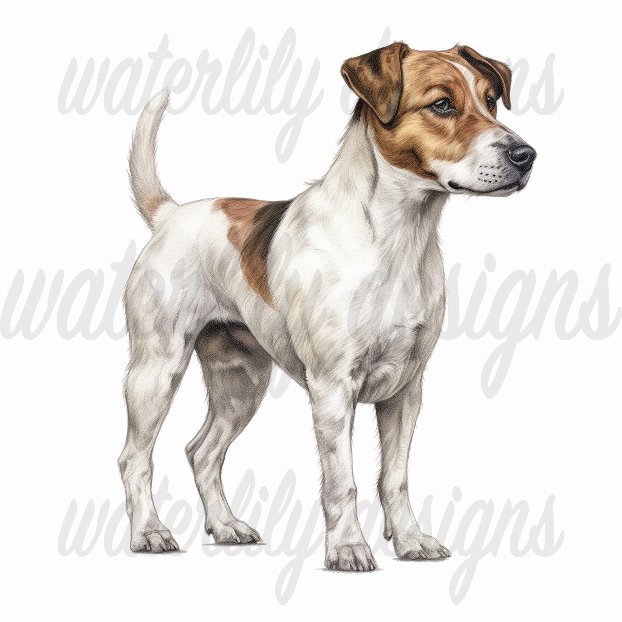Jack Russel Clipart Bundle - 8 High Quality Vibrant Jpgs, Printable ...