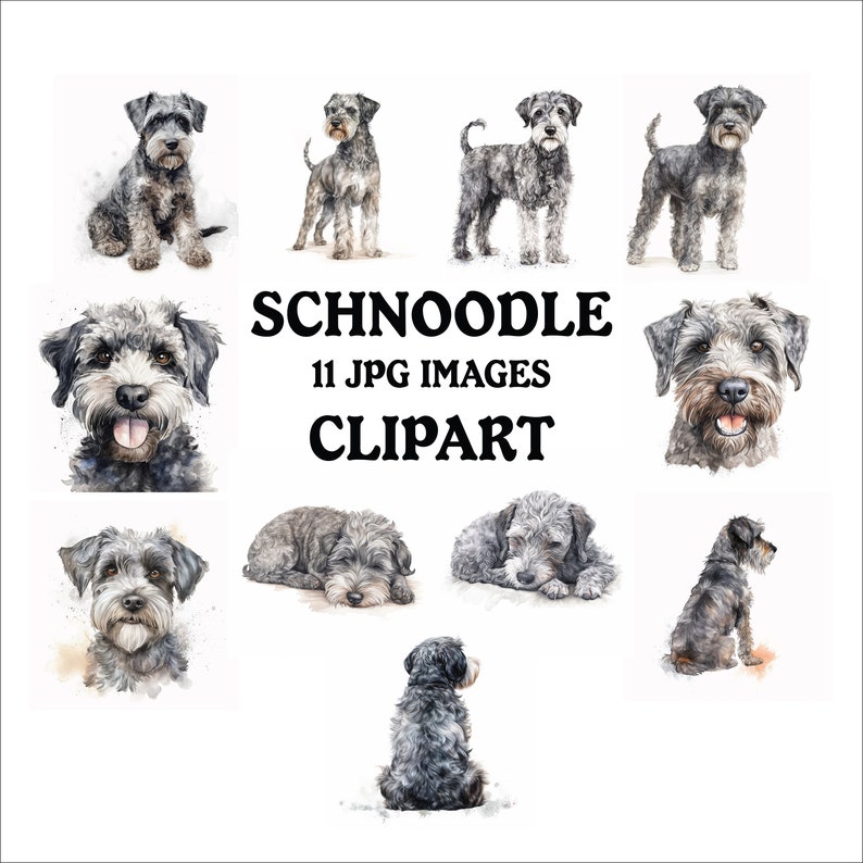 Schnoodle Clipart Bundle - 11 High Quality Vibrant Jpgs, Printable ...
