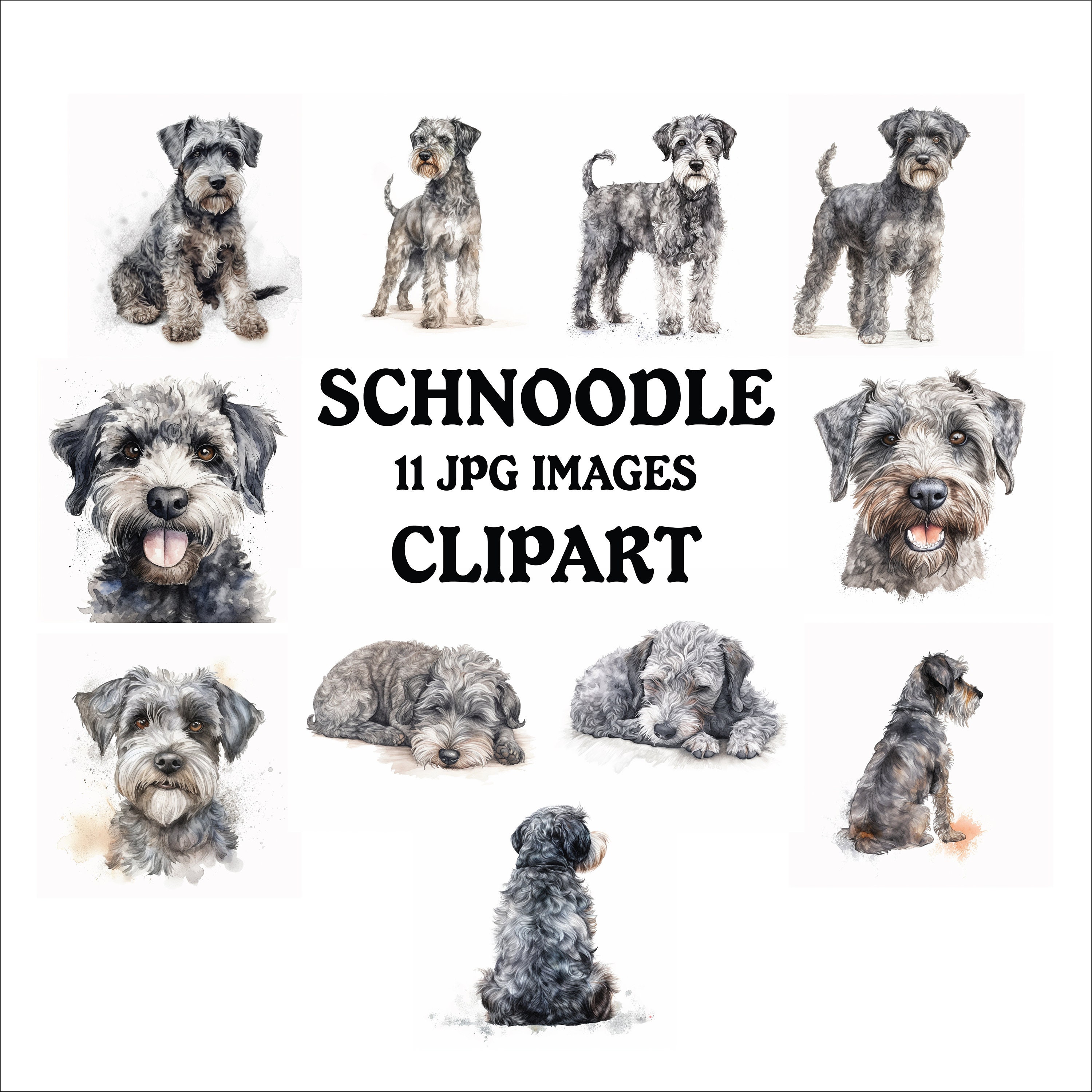 Schnoodle Clipart Bundle 11 High Quality Vibrant Jpgs, Printable ...