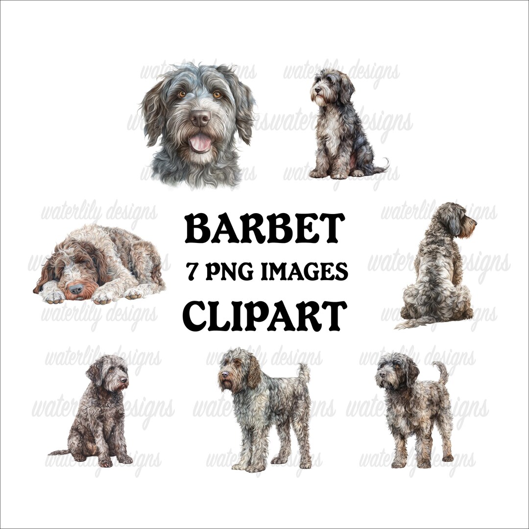 Barbet Clipart Bundle: Watercolor French Water Dog Pngs (digital ...