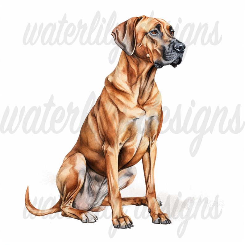 Rhodesian Ridgeback Clipart Bundle - 11 High Quality Vibrant Jpgs ...