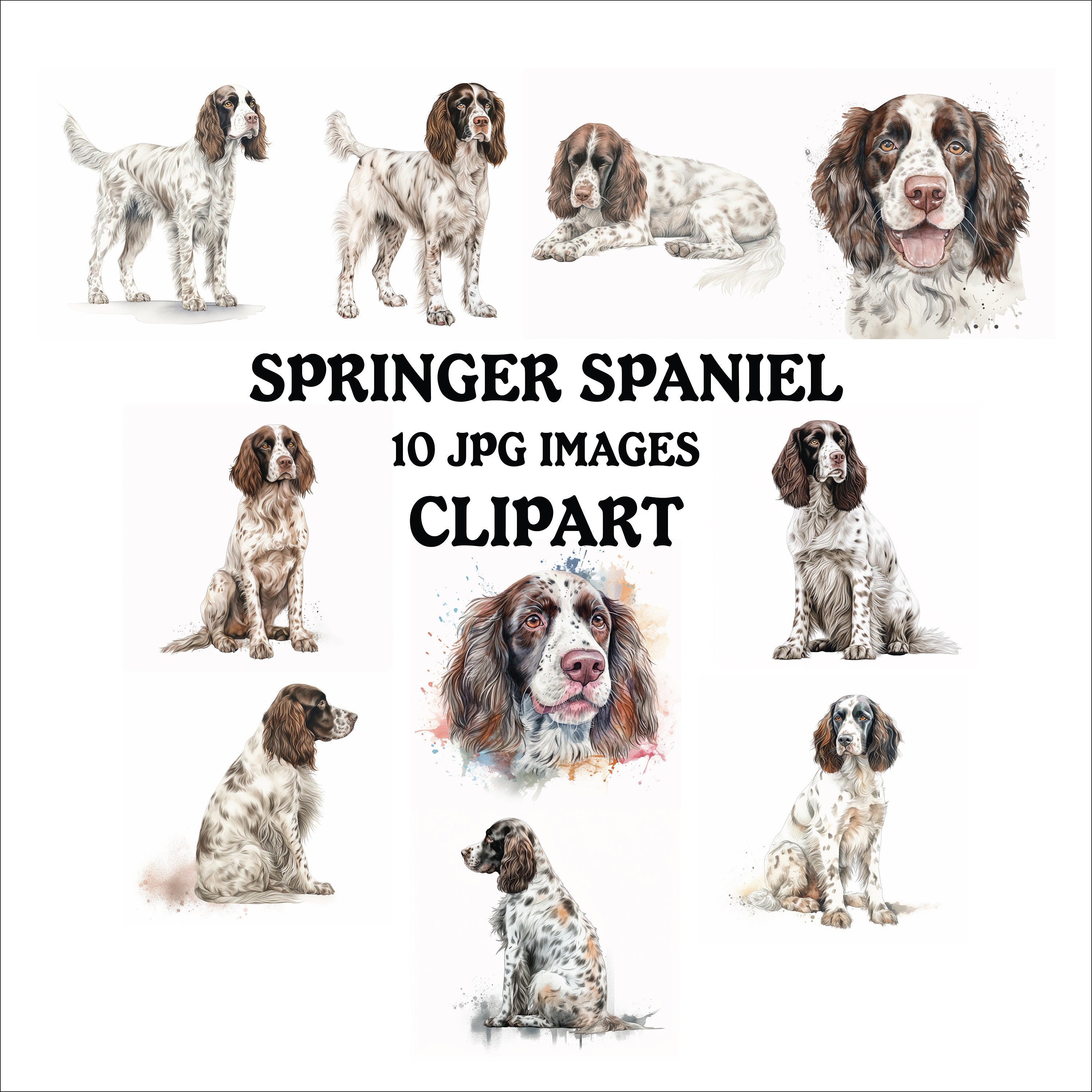 Springer Spaniel Clipart Bundle 10 High Quality Vibrant Jpgs, Printable ...