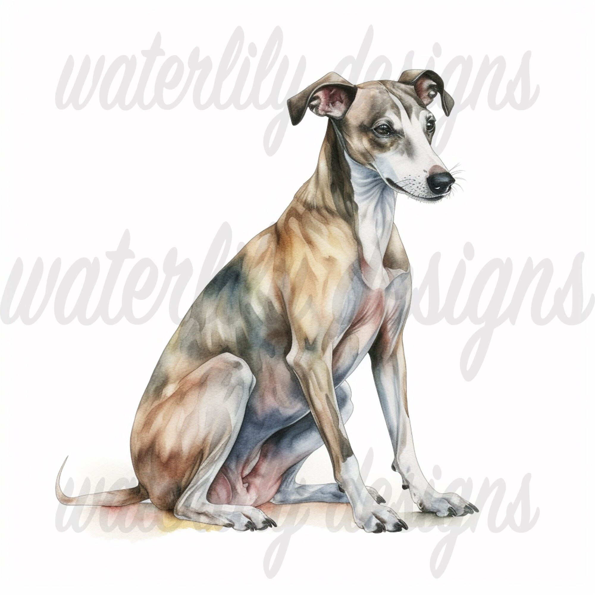 Whippet Clipart Bundle - 10 High Quality Vibrant Jpgs, Printable ...