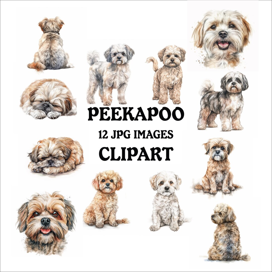 Peekapoo Clipart Bundle - 12 High Quality Vibrant Jpgs, Printable ...