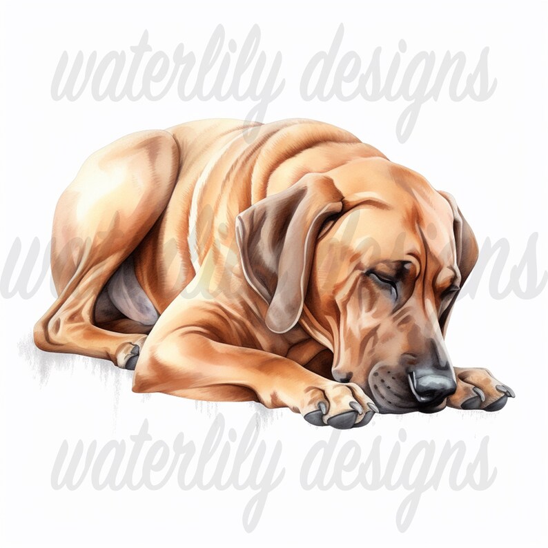 Rhodesian Ridgeback Clipart Bundle - 11 High Quality Vibrant Jpgs ...