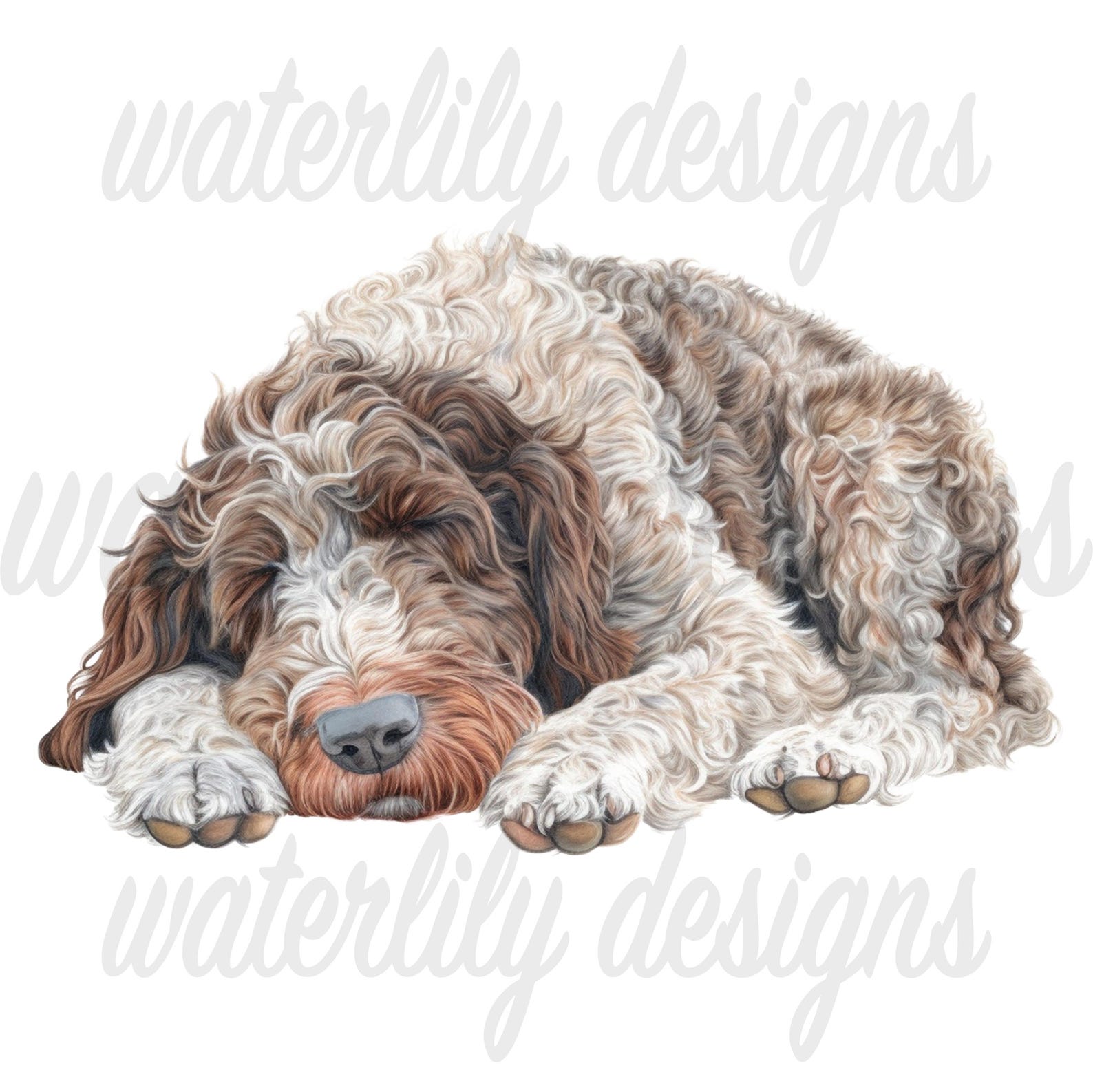 Barbet Clipart Bundle: Watercolor French Water Dog Pngs (digital ...