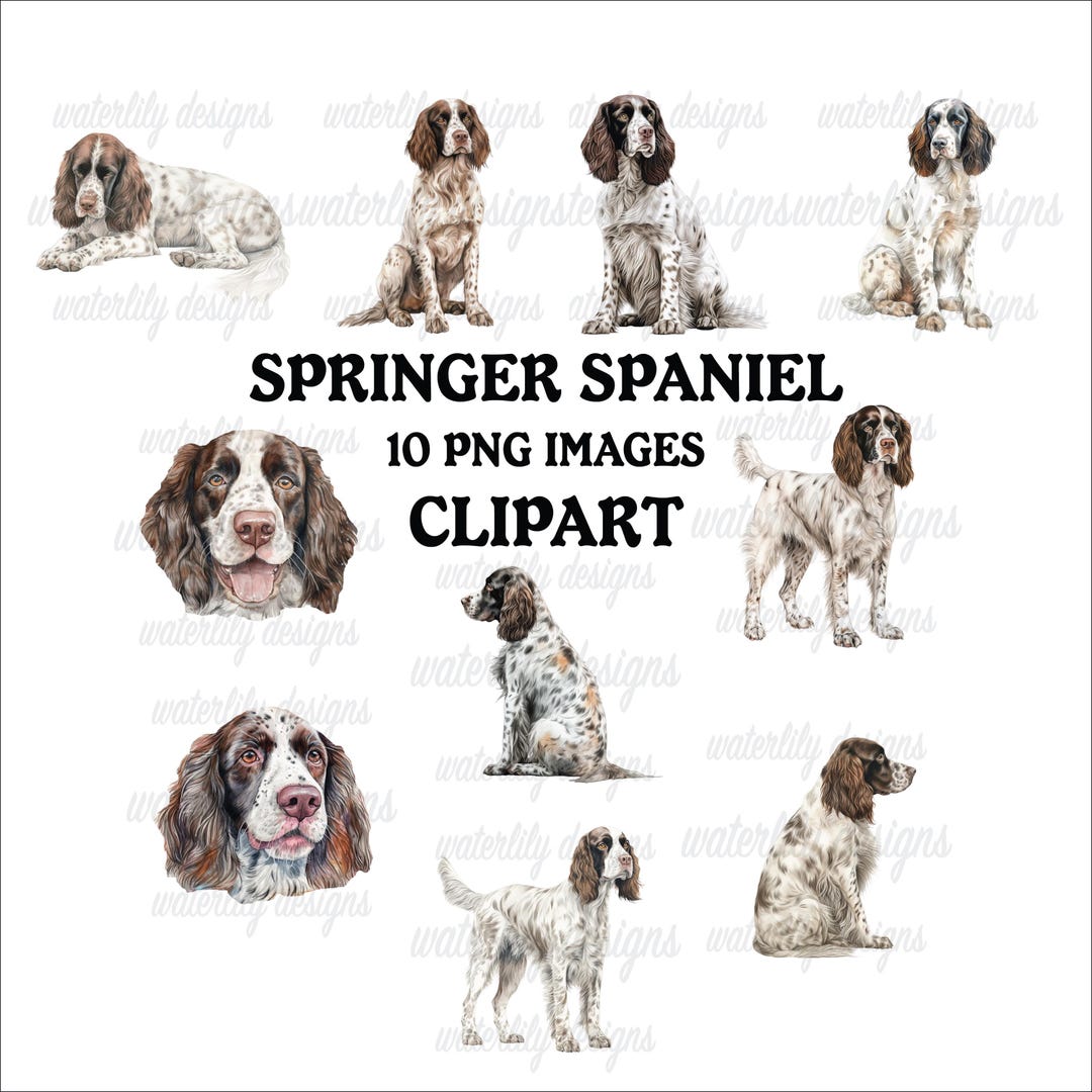 Springer Spaniel Watercolor Clipart: 10 PNG Dog Images (digital ...