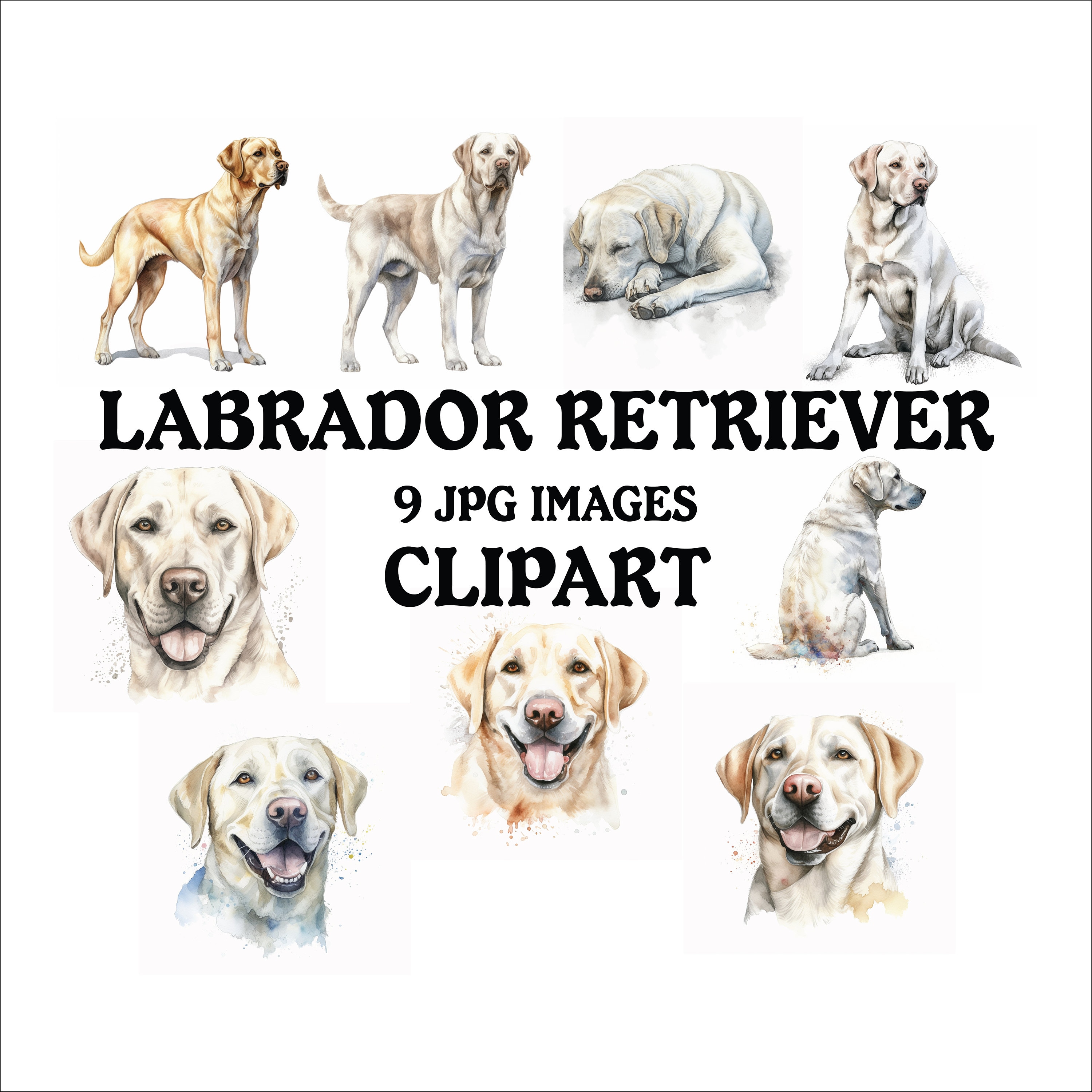 Labrador Retriever Clipart Bundle 9 High Quality Vibrant - Etsy